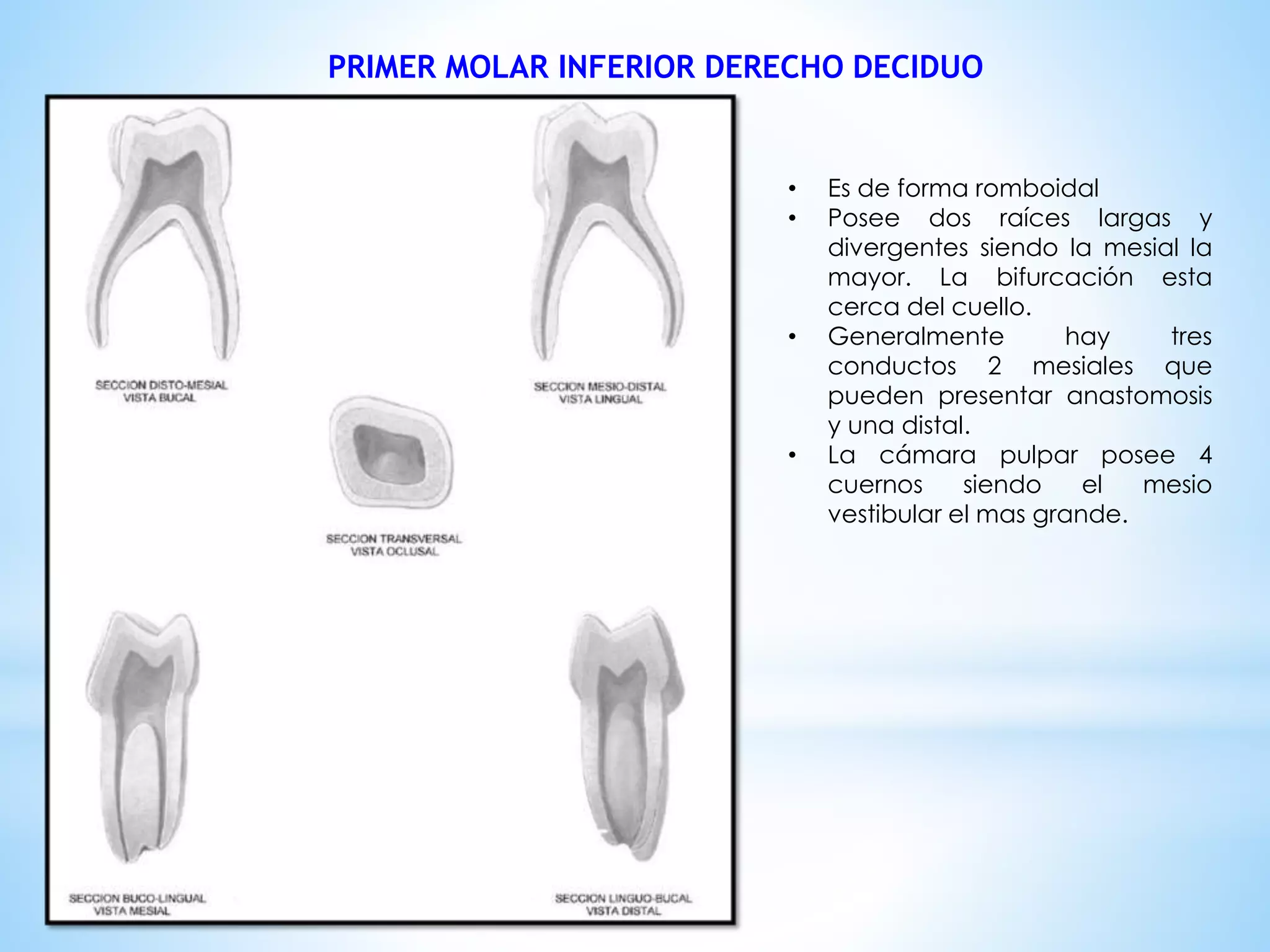 Topografia cameral-grupo-dentario-posterior-deciduo | PPTX