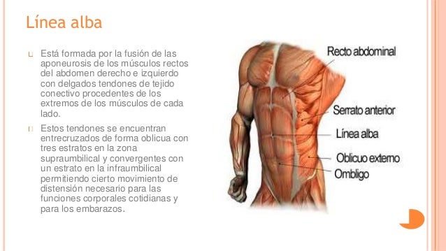Linea Alba Abdomen