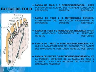 Topografia abdominal y peritoneo | PPTX