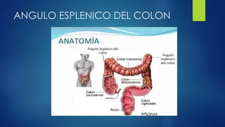 Topografia abdominal y peritoneo | PPTX