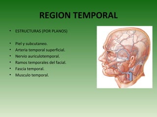 Topografia de la cabeza y el cuello def uft08 | PPT