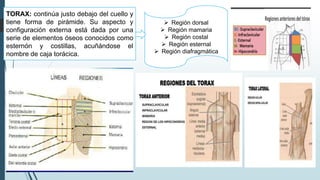 TOPOGRAFIA REGIONES DEL CUERPO HUMANO.pptx
