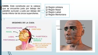 TOPOGRAFIA REGIONES DEL CUERPO HUMANO.pptx