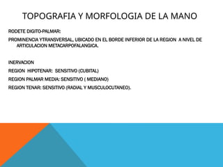 TOPOGRAFIA Y MORFOLOGIA DE LA MANO (1).pptx