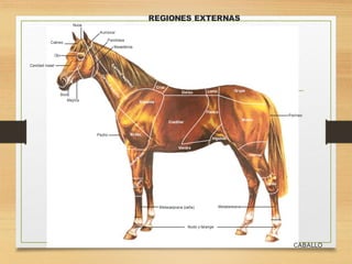 anatomia de la region de la grupa en equinos | PPTX