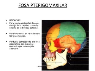 Topografica fosa pterigomaxilar, infratemporal yacm | PPT