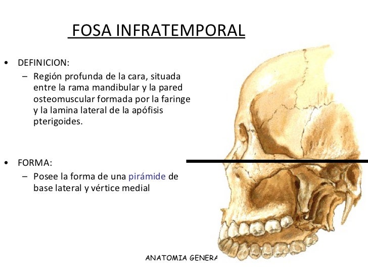 Topografica fosa pterigomaxilar, infratemporal yacm