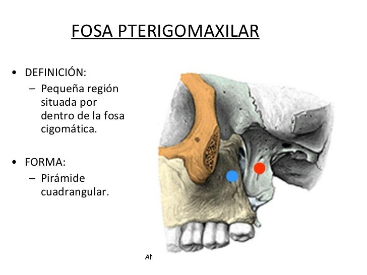 Topografica fosa pterigomaxilar, infratemporal yacm