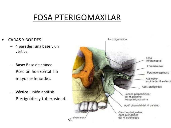 Topografica fosa pterigomaxilar, infratemporal yacm