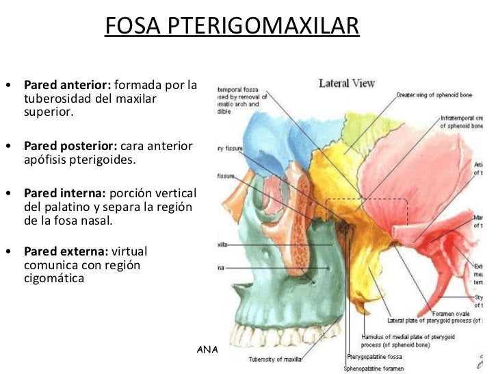 Topografica fosa pterigomaxilar, infratemporal yacm