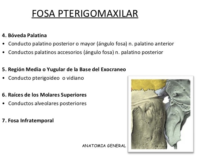 Topografica fosa pterigomaxilar, infratemporal yacm