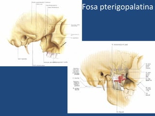 Topografica fosa pterigopalatina y fosa infratemporal | PPT