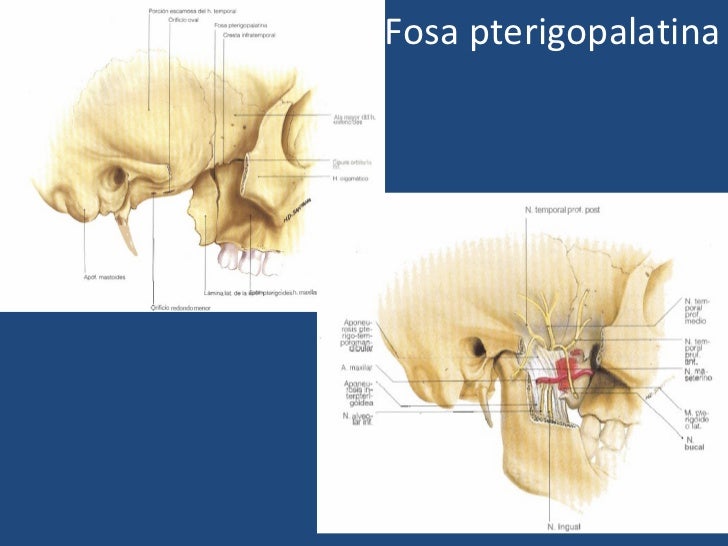 Infratemporal Region Anatomy Of The Infratemporal Fossa