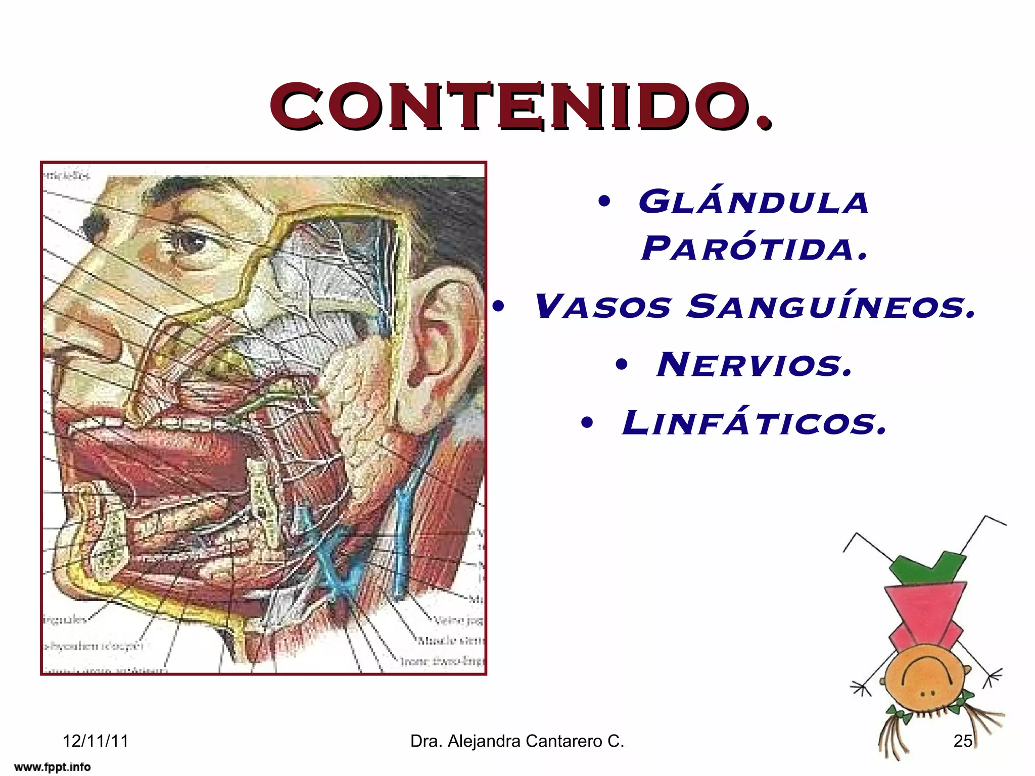 Topografica region bucal maseterina geniana | PPT