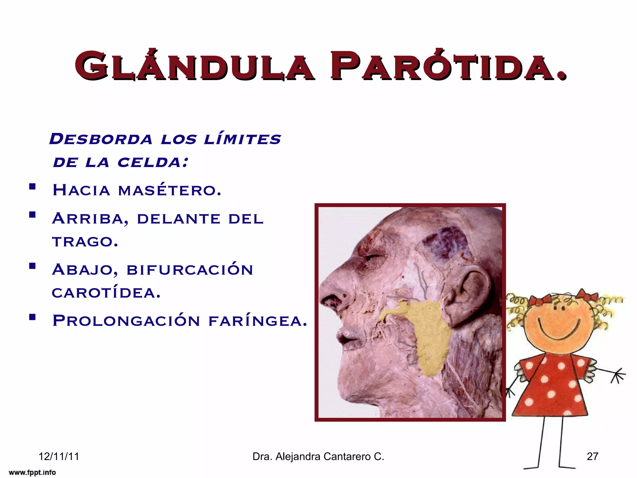 Topografica region bucal maseterina geniana | PPT