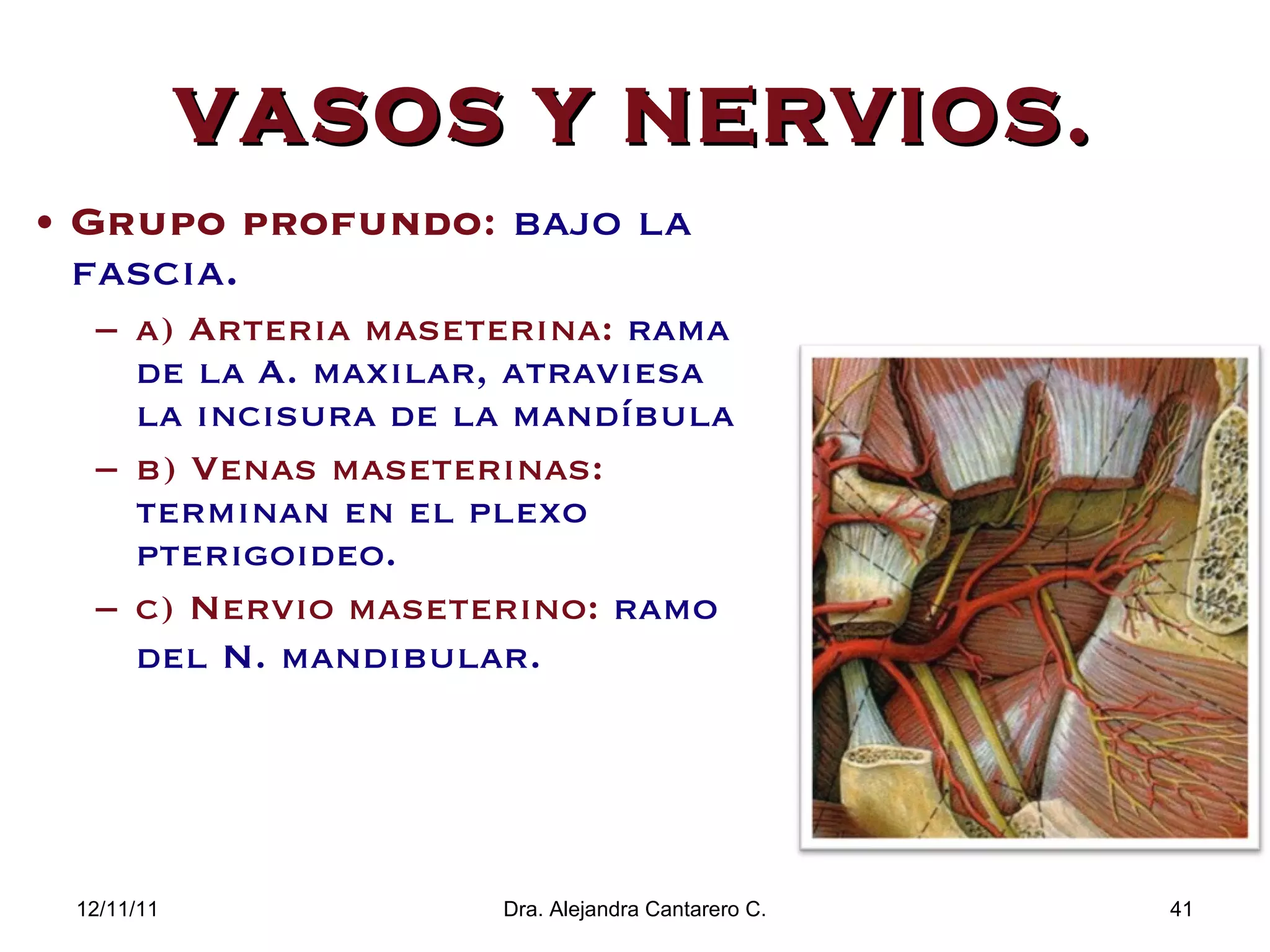 Topografica region bucal maseterina geniana | PPT