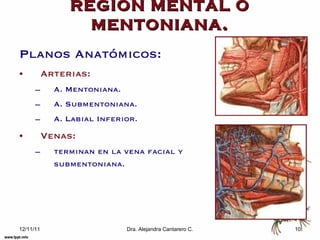 Topografica region bucal maseterina geniana | PPT