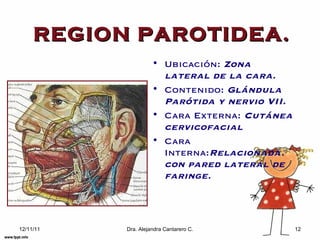 Topografica region bucal maseterina geniana | PPT