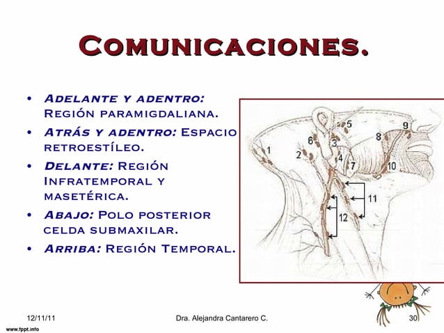 Topografica region bucal maseterina geniana | PPT
