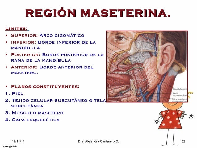 Topografica region bucal maseterina geniana | PPT
