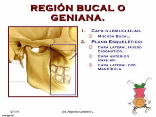 Topografica region bucal maseterina geniana | PPT