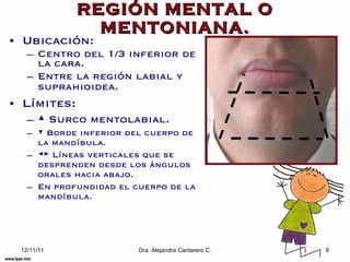 Topografica region bucal maseterina geniana | PPT
