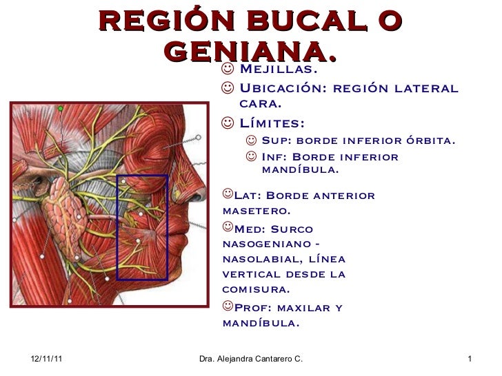 Topografica region bucal maseterina geniana