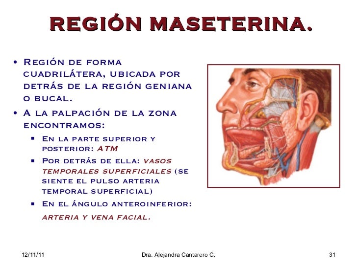 Topografica region bucal maseterina geniana