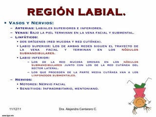 Topografica regiones de la cara | PPT