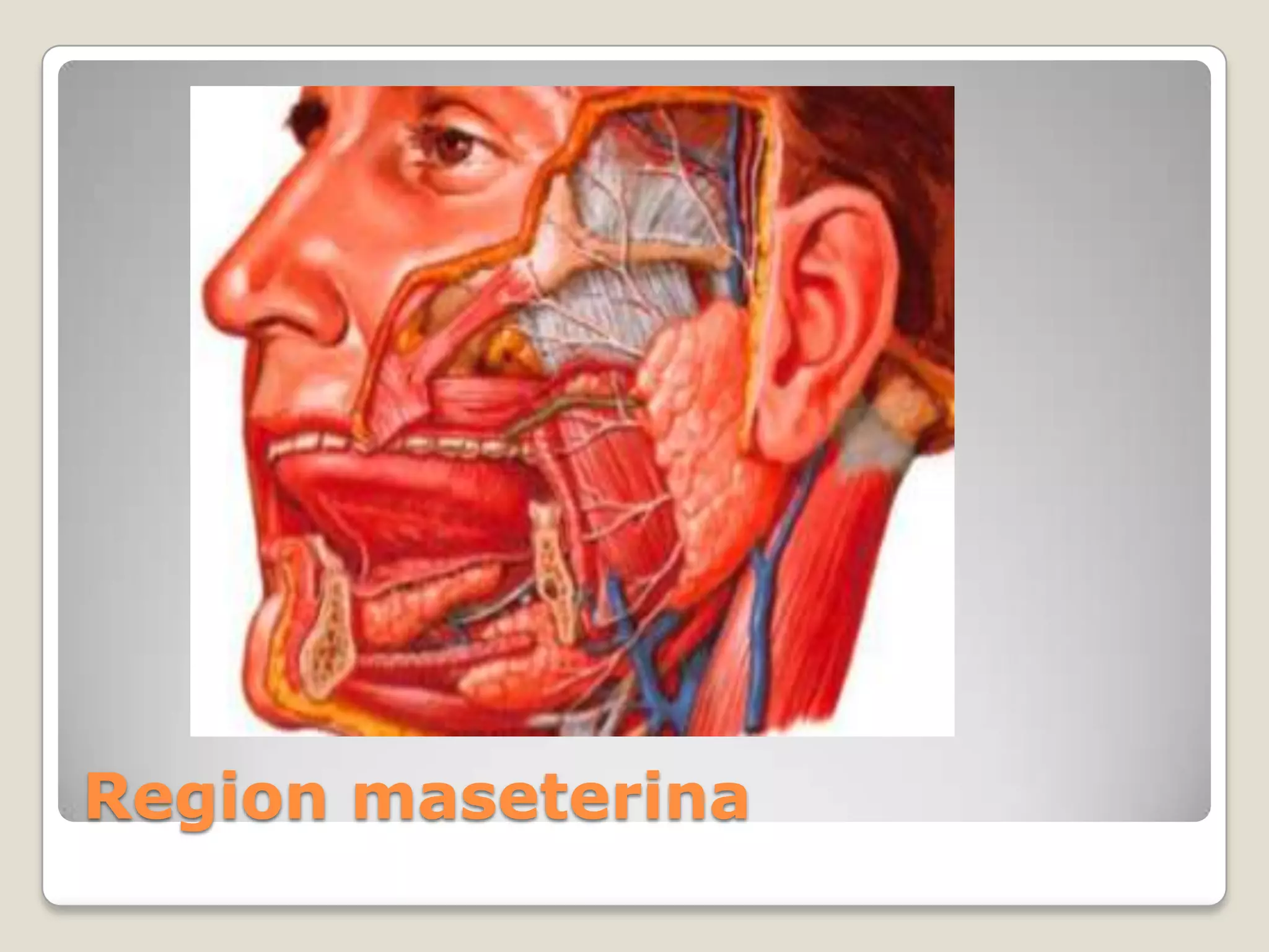 Topografica region geniana maseterina
