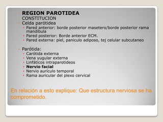 Topografica region geniana maseterina | PPTX