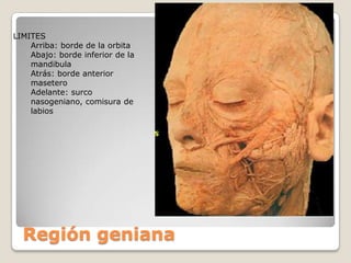 Topografica region geniana maseterina | PPTX