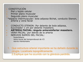Topografica region geniana maseterina | PPTX