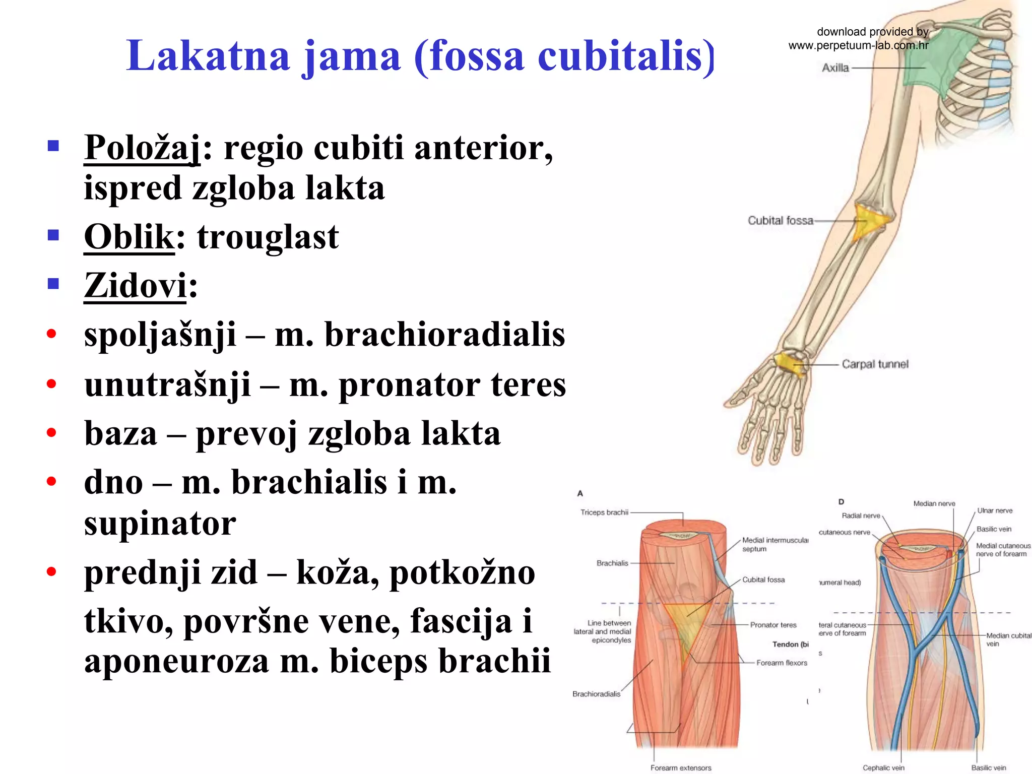 Topografija ruke | PDF