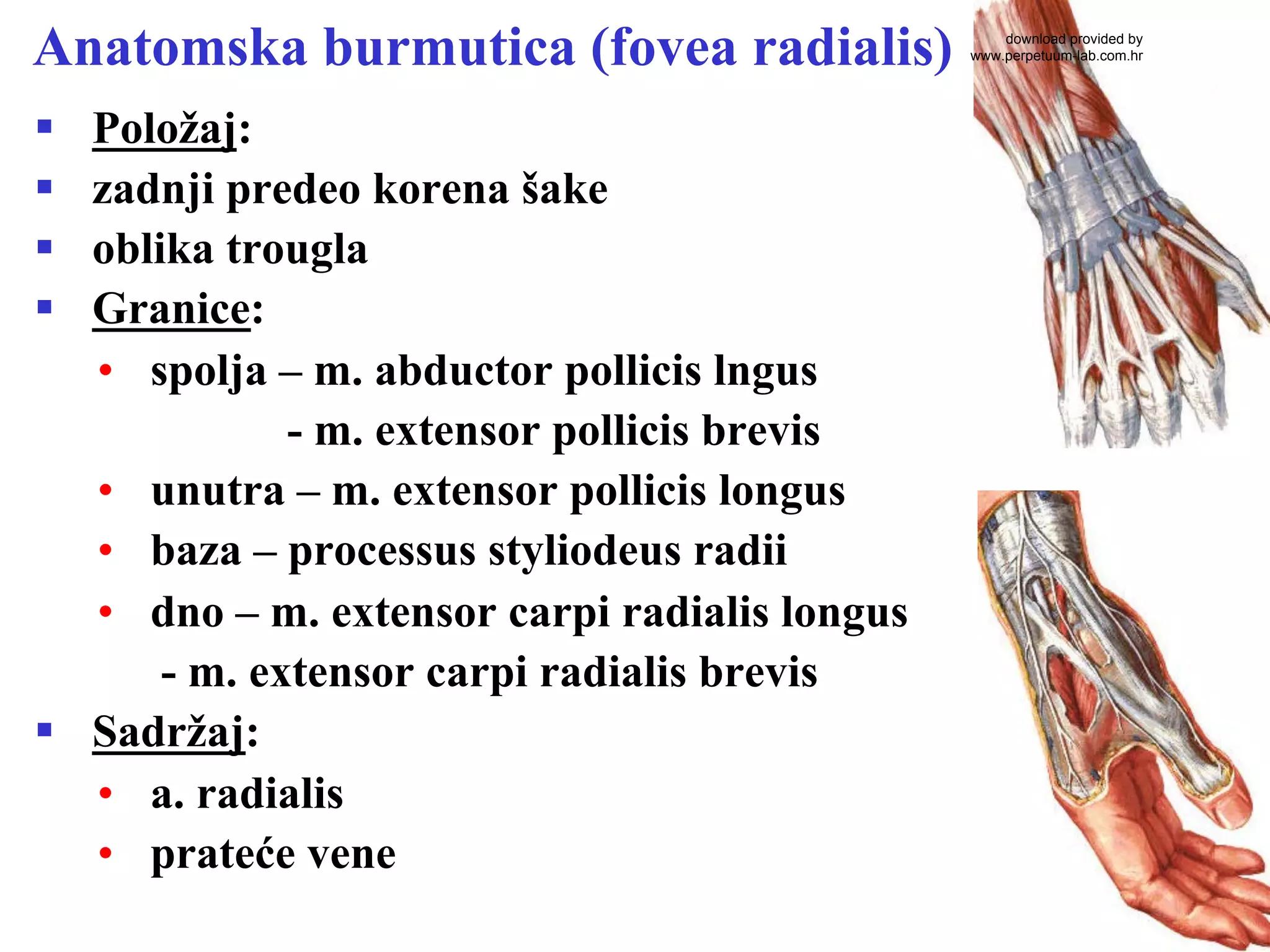 Topografija ruke | PDF
