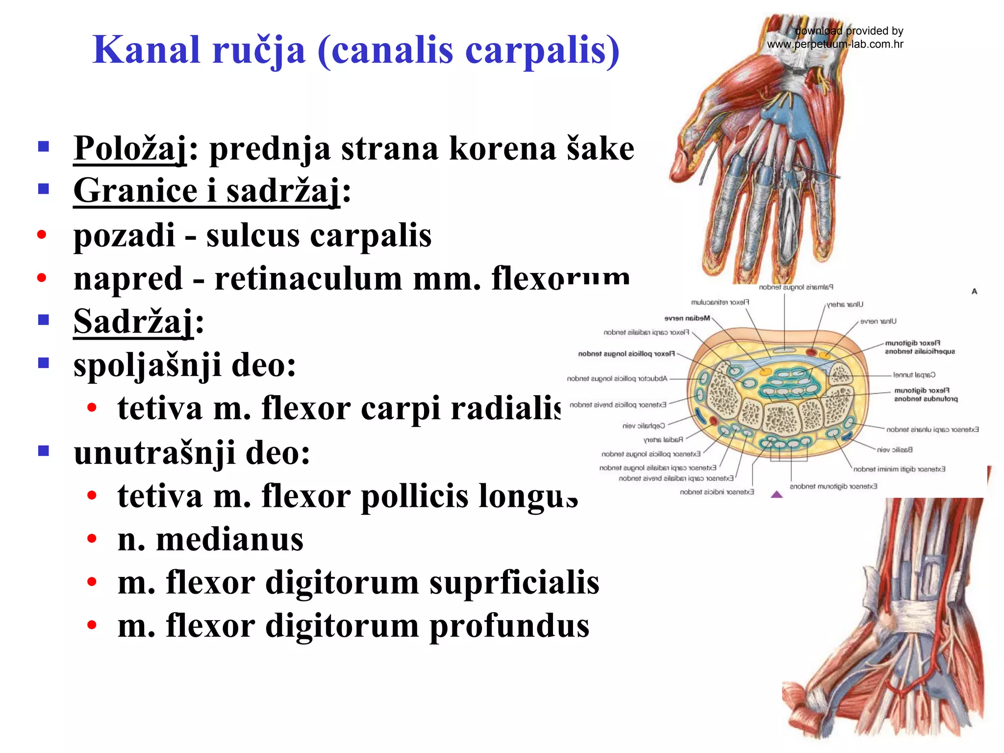 Topografija ruke | PPT