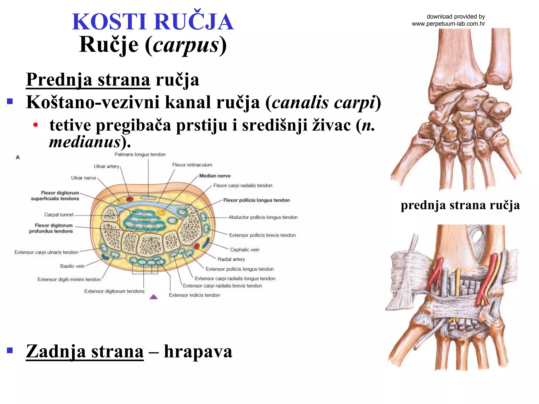 Topografija ruke | PDF