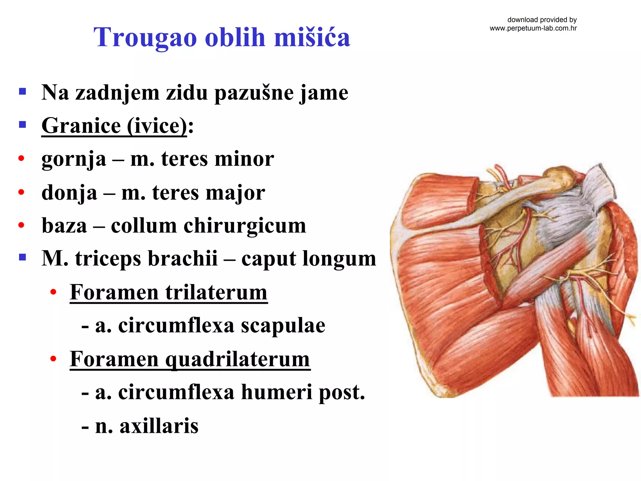 Topografija ruke | PDF