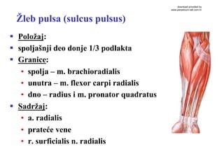 Topografija ruke | PDF