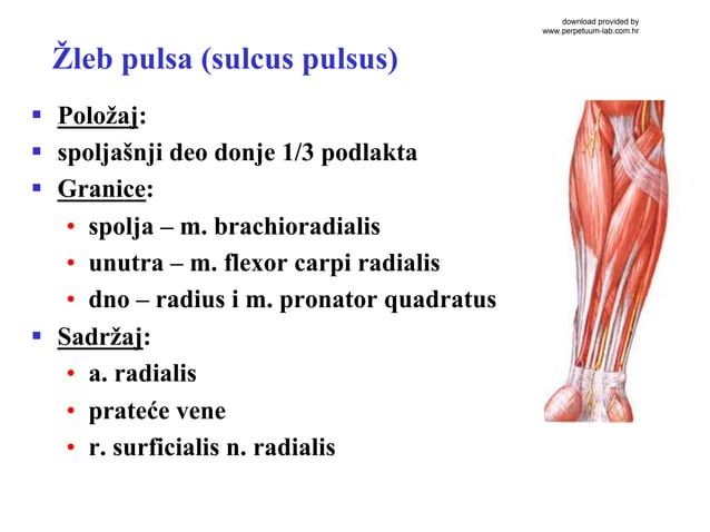 Topografija ruke | PDF