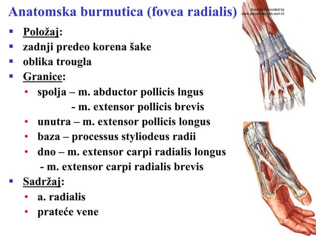 Topografija ruke | PDF