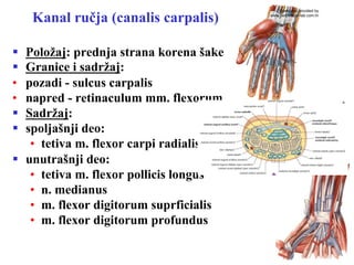 Topografija ruke | PDF