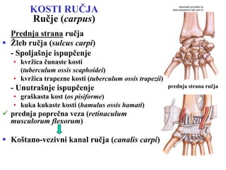 Topografija ruke | PDF