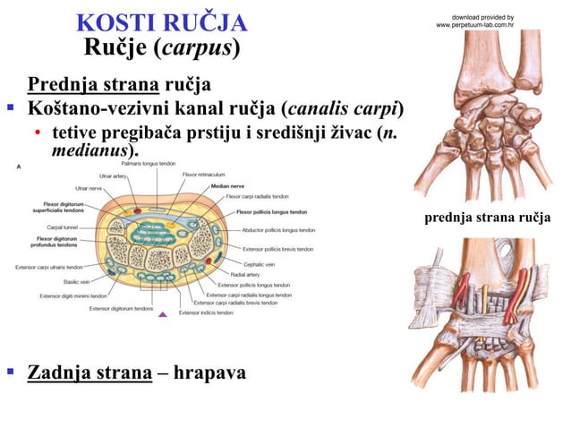 Topografija ruke | PDF