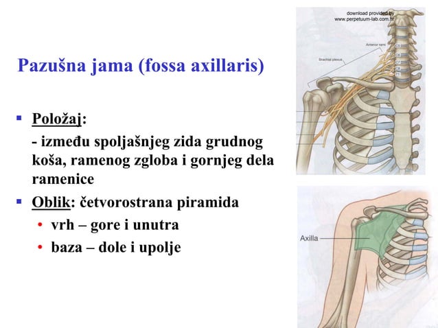 Topografija ruke | PDF