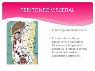 TOPOGRAFIA DEL ABDOMEN Y PERITONEO | PPTX
