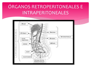TOPOGRAFIA DEL ABDOMEN Y PERITONEO | PPTX