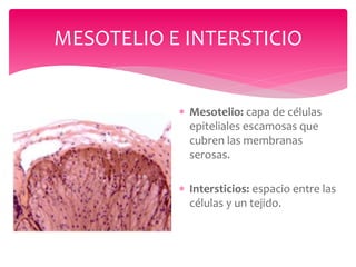 TOPOGRAFIA DEL ABDOMEN Y PERITONEO | PPTX