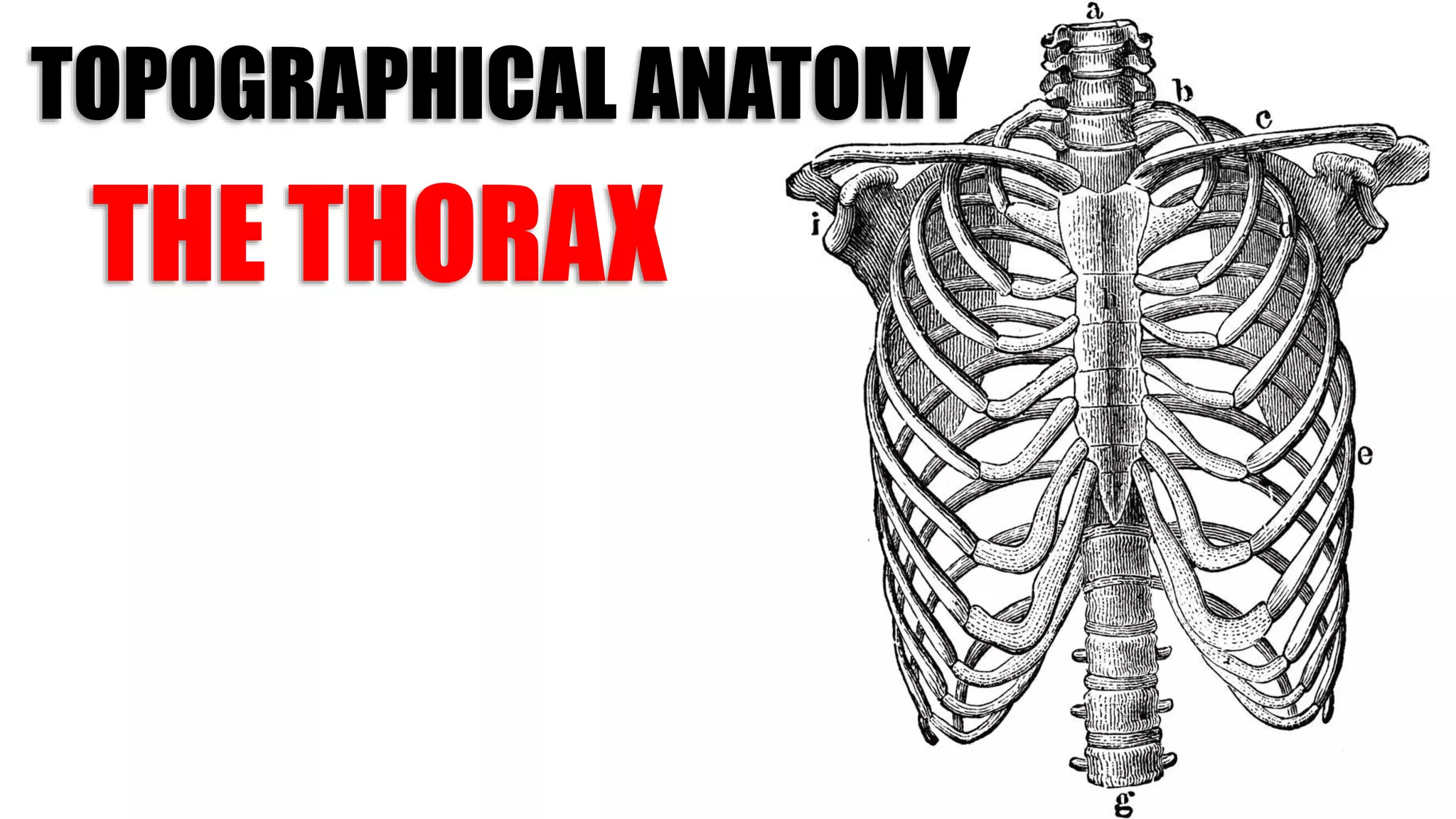 Topographical Anatomy of the Thorax | PPTX