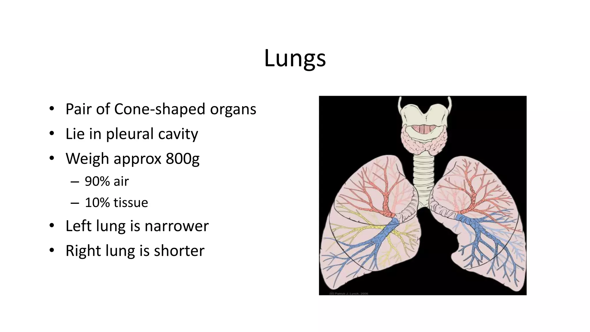 Topographical Anatomy of the Thorax | PPTX